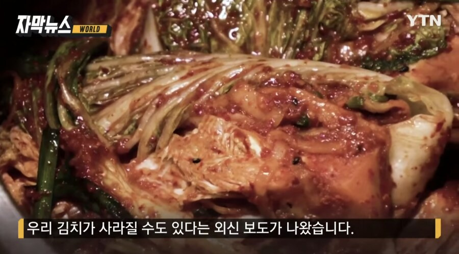 지구야 미안해 기후위기로 김치가 사라질수도 있다고 Daum 카페