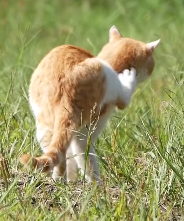 나만없어고양이 | 궁딩이 - Daum 카페