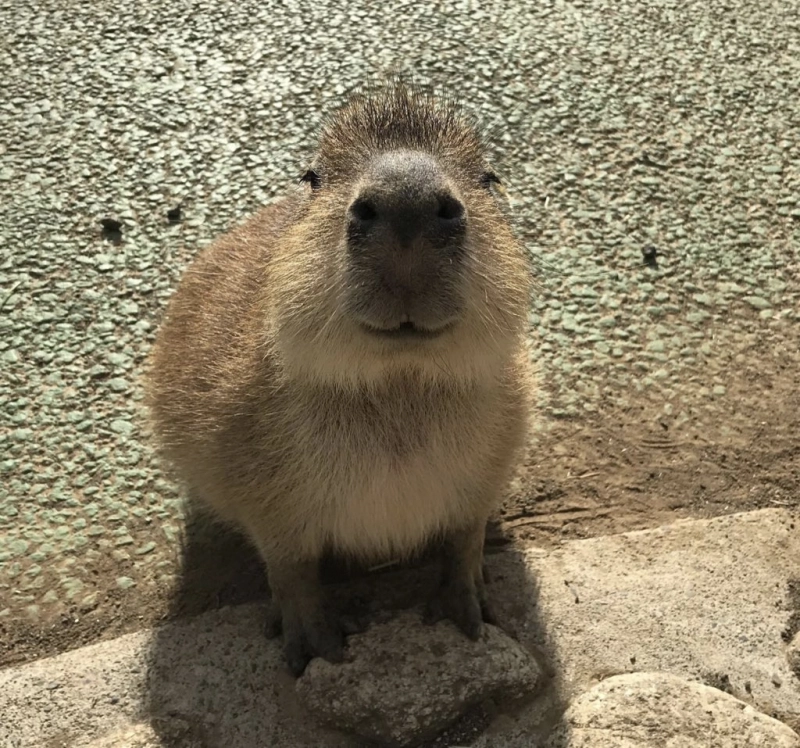 인생은 카피바라처럼 | 쿼카닮았죠 - Daum 카페