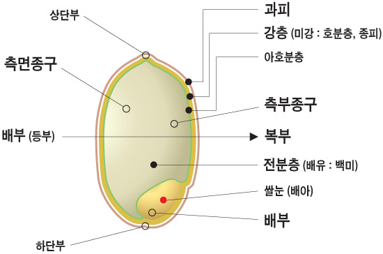 쌀의 도정 원리에 대한 이해