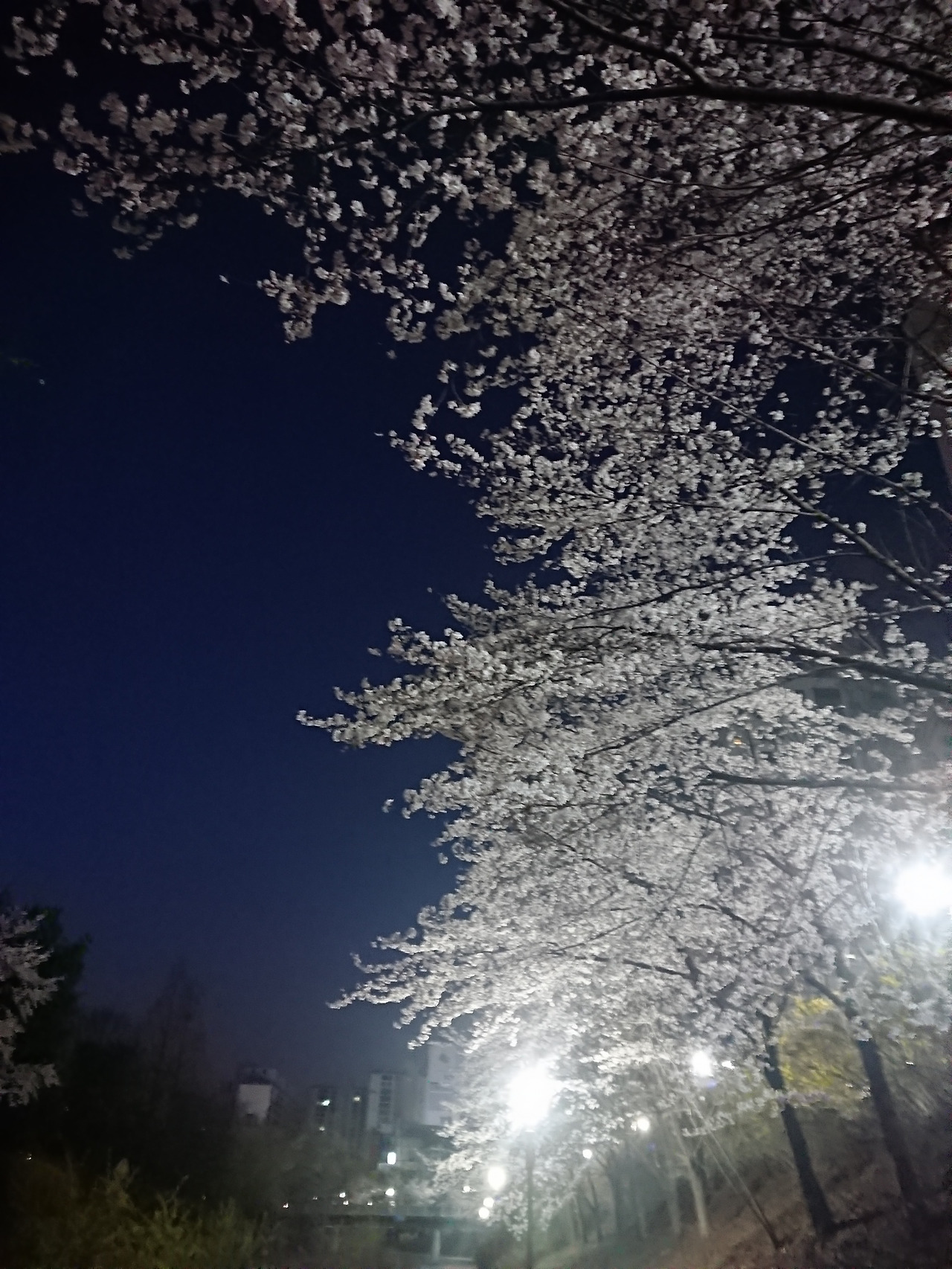 새벽 벚꽃 그리고 불빛