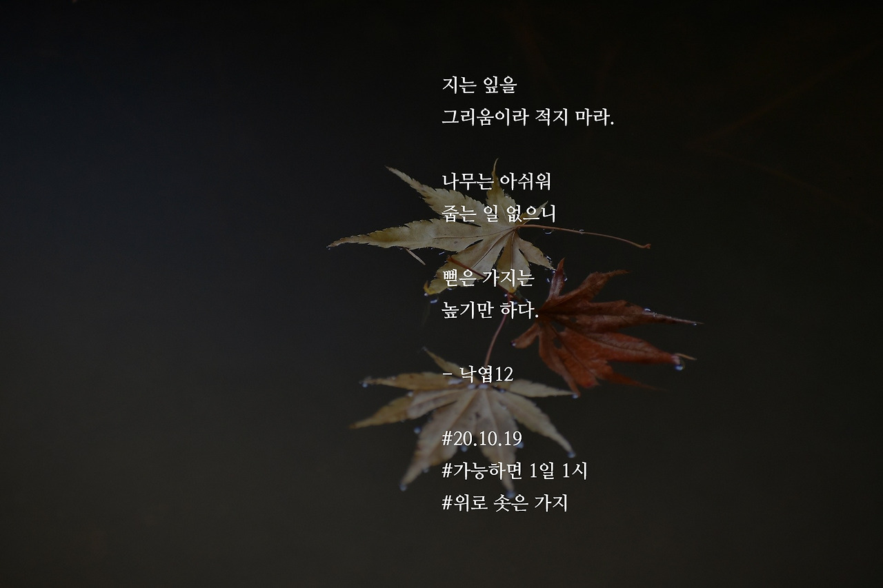 가능하면 1일 1시 낙엽12