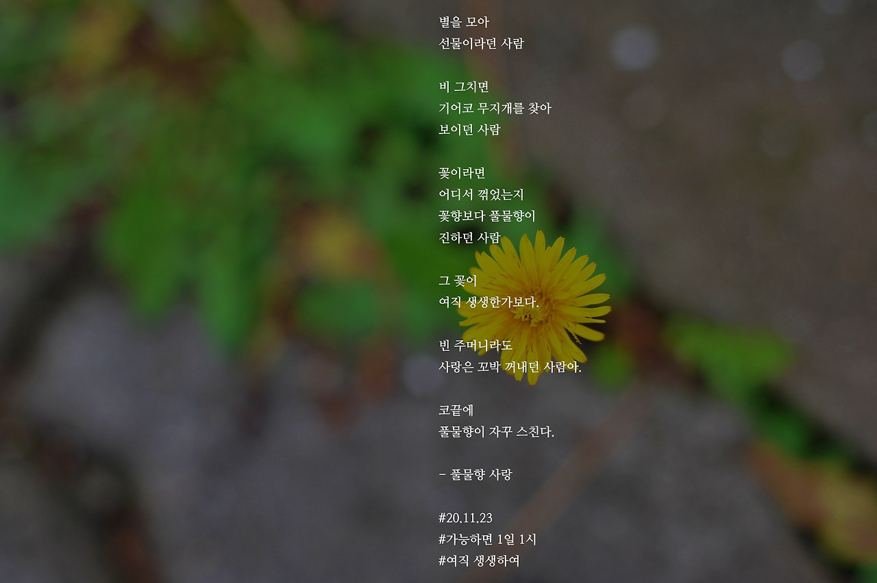 가능하면 1일 1시 풀물향 사랑