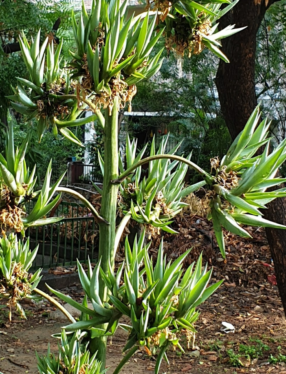 18화 내 사랑 아가베agave