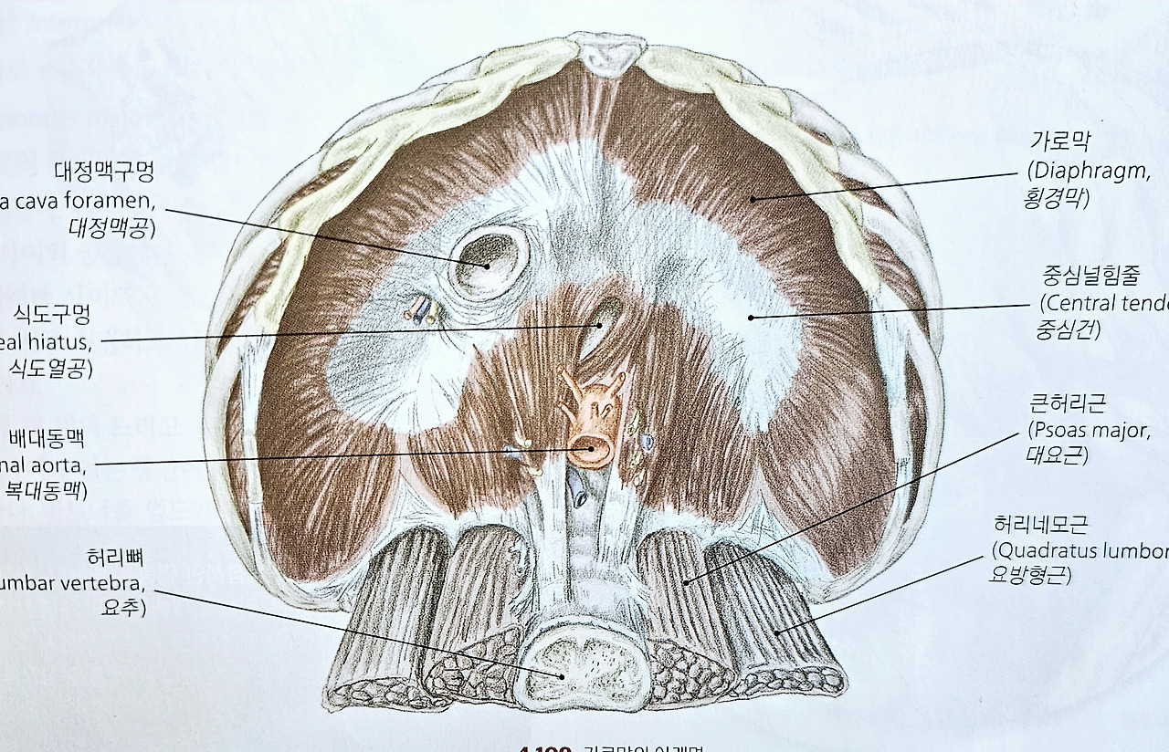 04화 횡격막