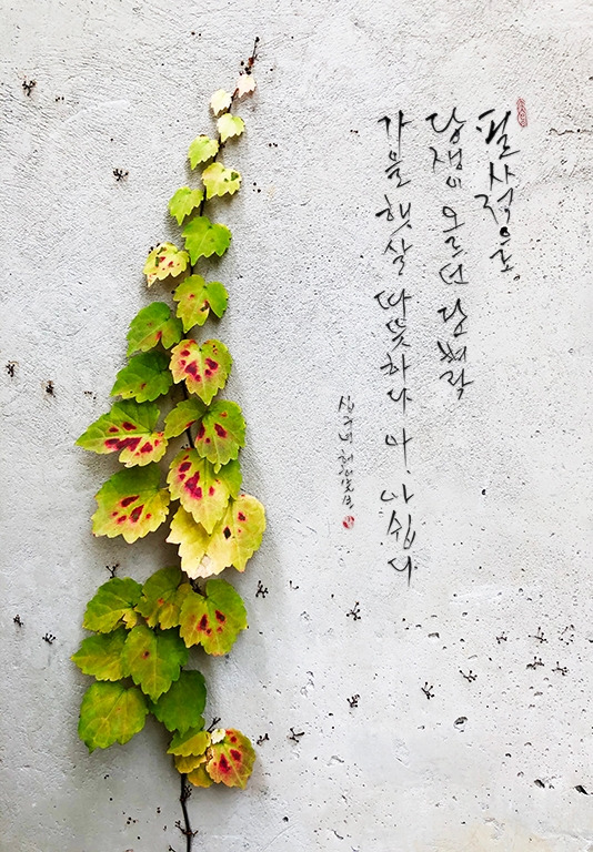02화 가을 담쟁이
