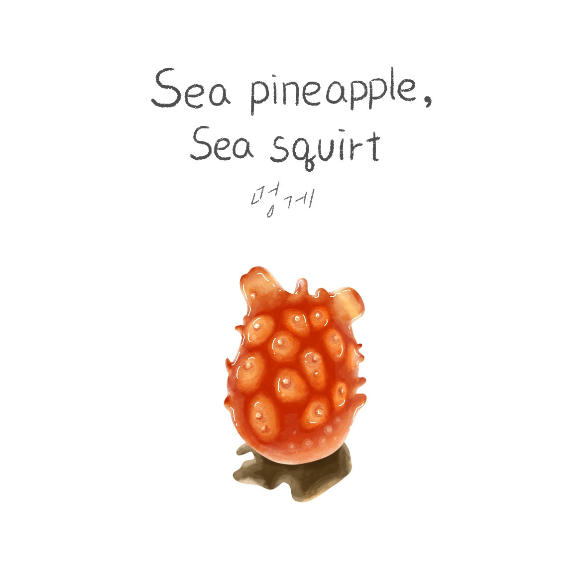 Sea pineapple