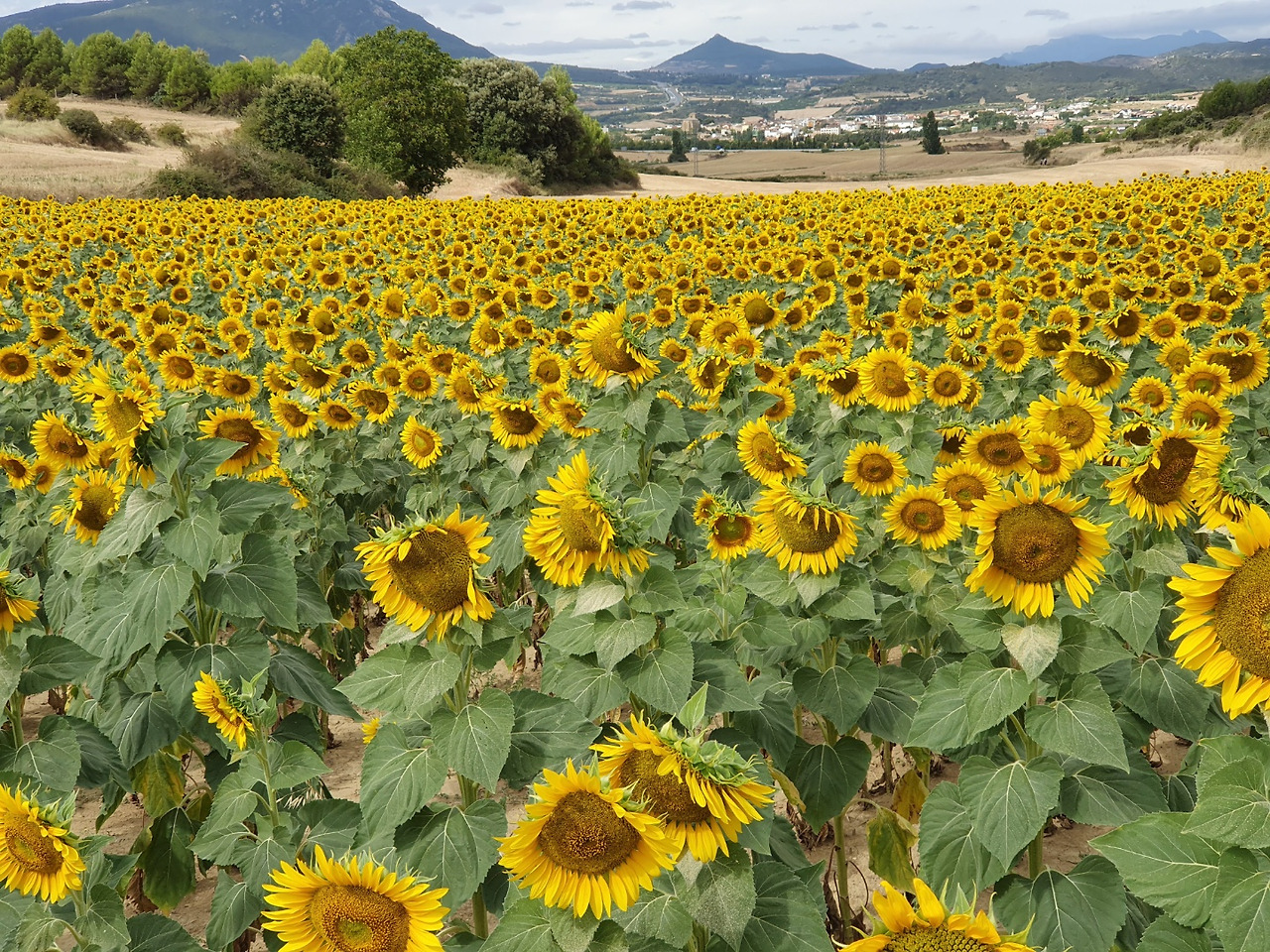 11화 산티아고 순례기 2