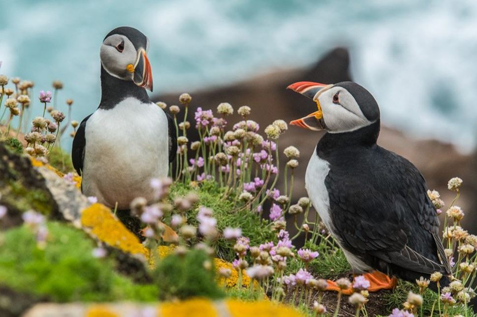 Puffling season 퍼플링 시즌