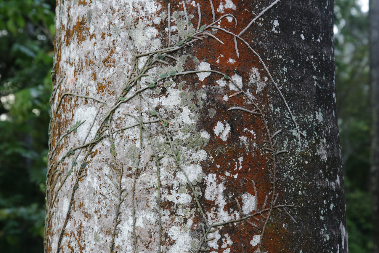 03화 리우 코르코바도 언덕과 예수상