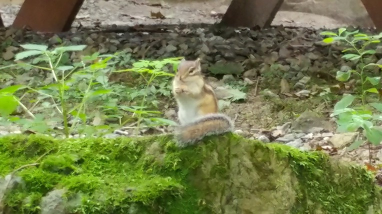 03화 다람쥐와 청설모 이야기