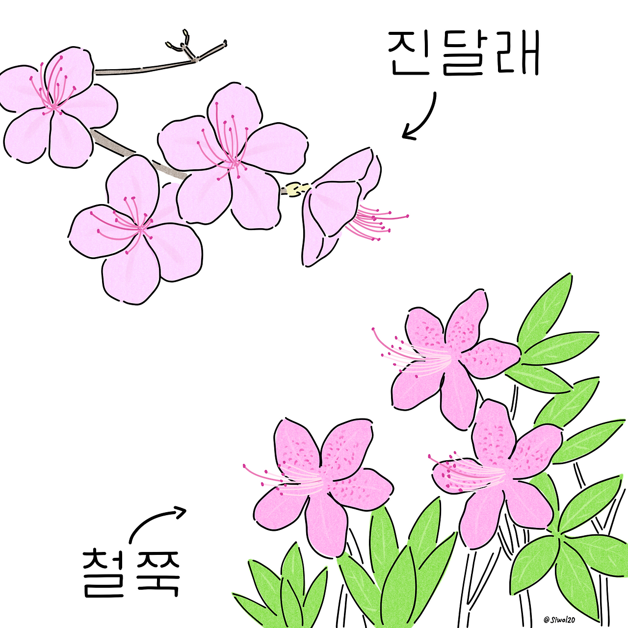진달래와 철쭉