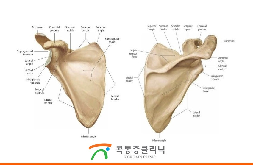 불편한 날개뼈통증의 원인 3