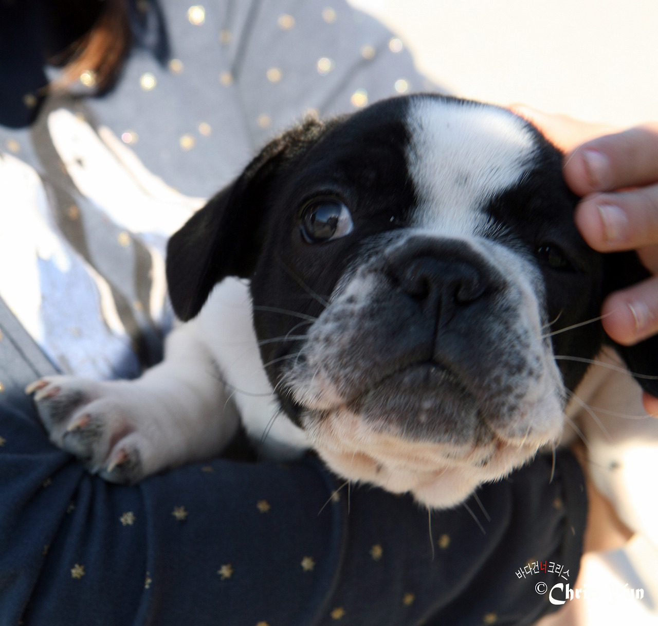 스페인어 perro와 pero