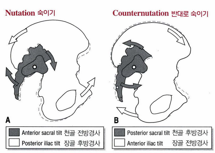 골반에서 뚝뚝 소리가 나는 이유는 무엇인가?광주골반교정