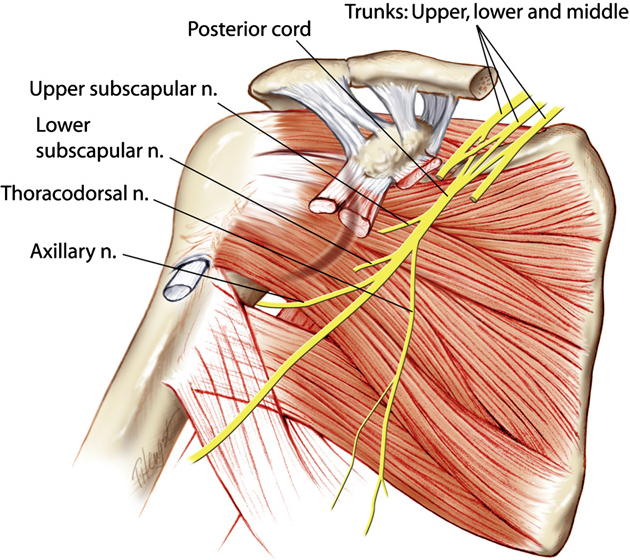 상완신경총(The Brachial Plexus)