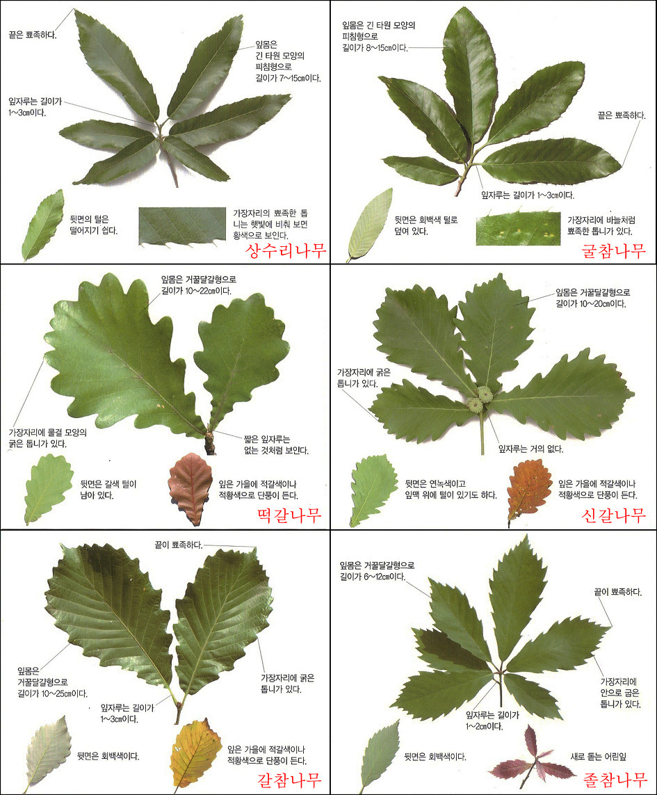 참나무 육 형제 이야기