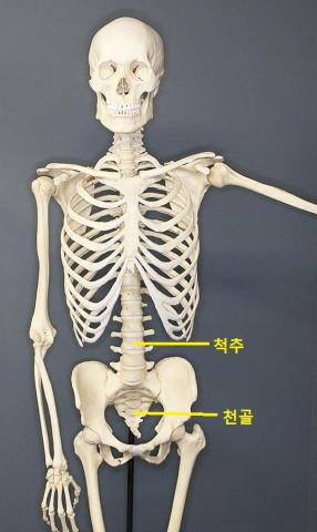 네안데르탈인 현대인처럼 직립보행했다