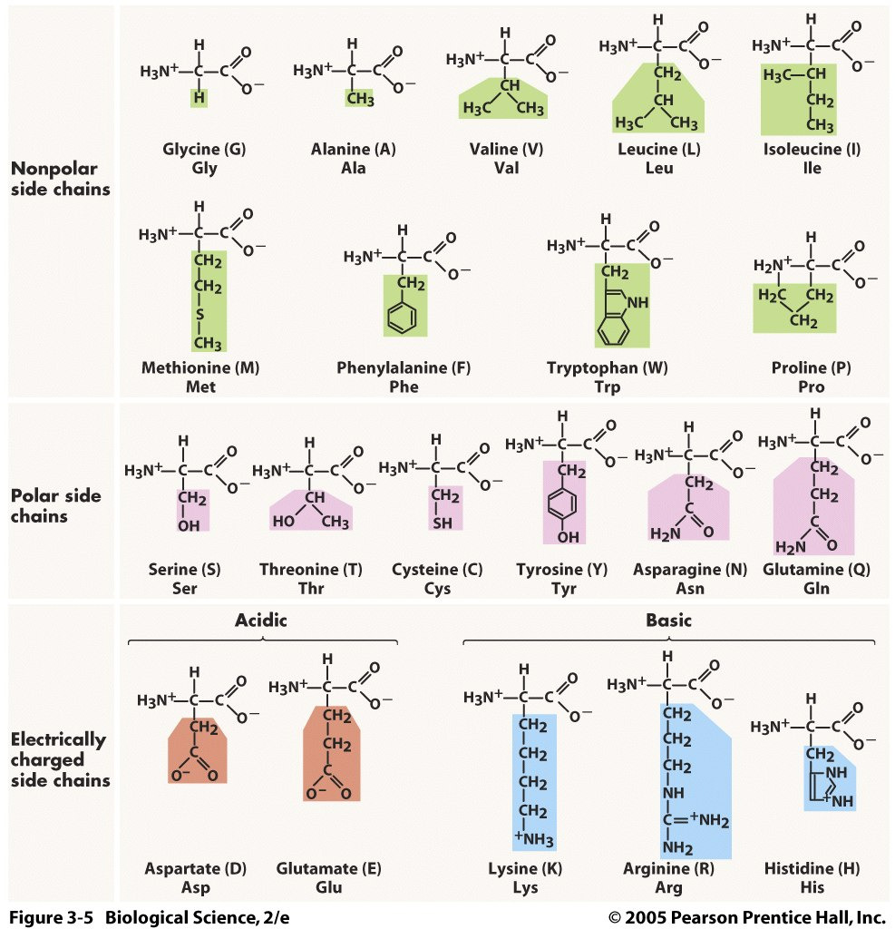 생명과학과 함께하는 학습노트 Amino acids