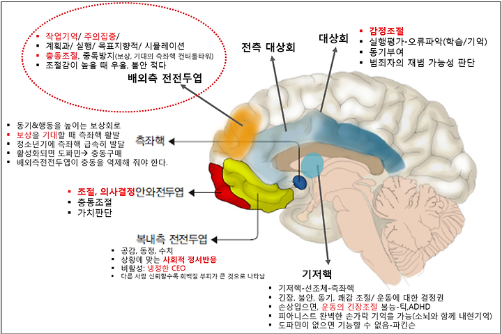 감각피질 뇌 영역을 개발하는 새로운 '하향식'